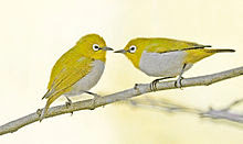 Mata Puteh : Puteh Selection