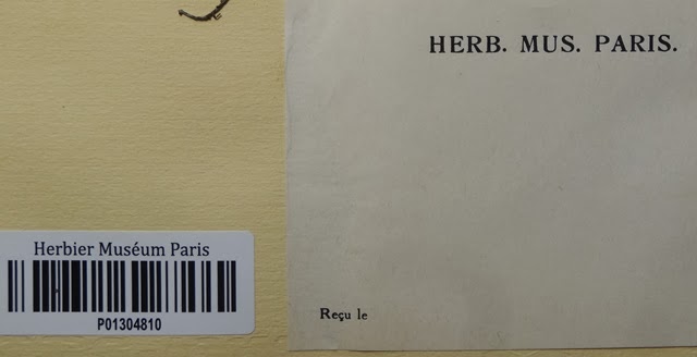 Jacques Huber and the Amazonian Botany: Plant collections