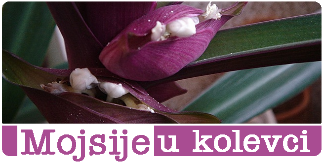 101 cvet : Priroda se voli okruživati tajnama