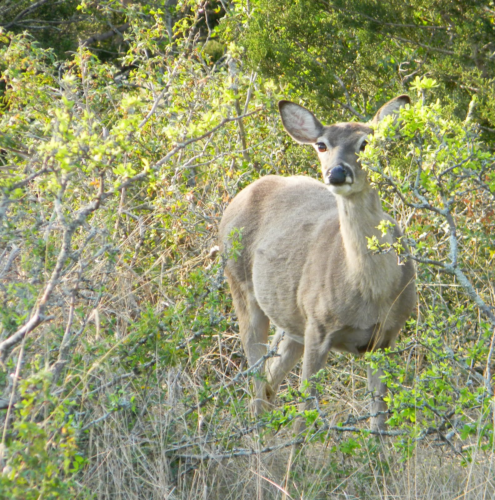 NICKEL & DIME RANCH: San Antonio and Del Rio, Texas