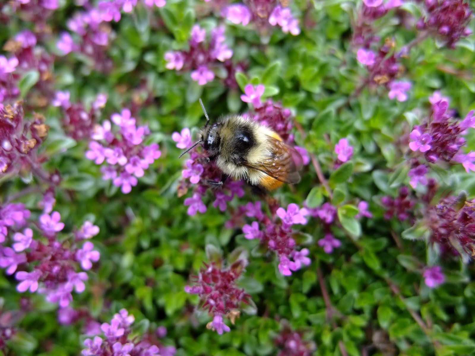 Bee attractive sage ground-cover- Quadra island - Beediverse Mason Bees