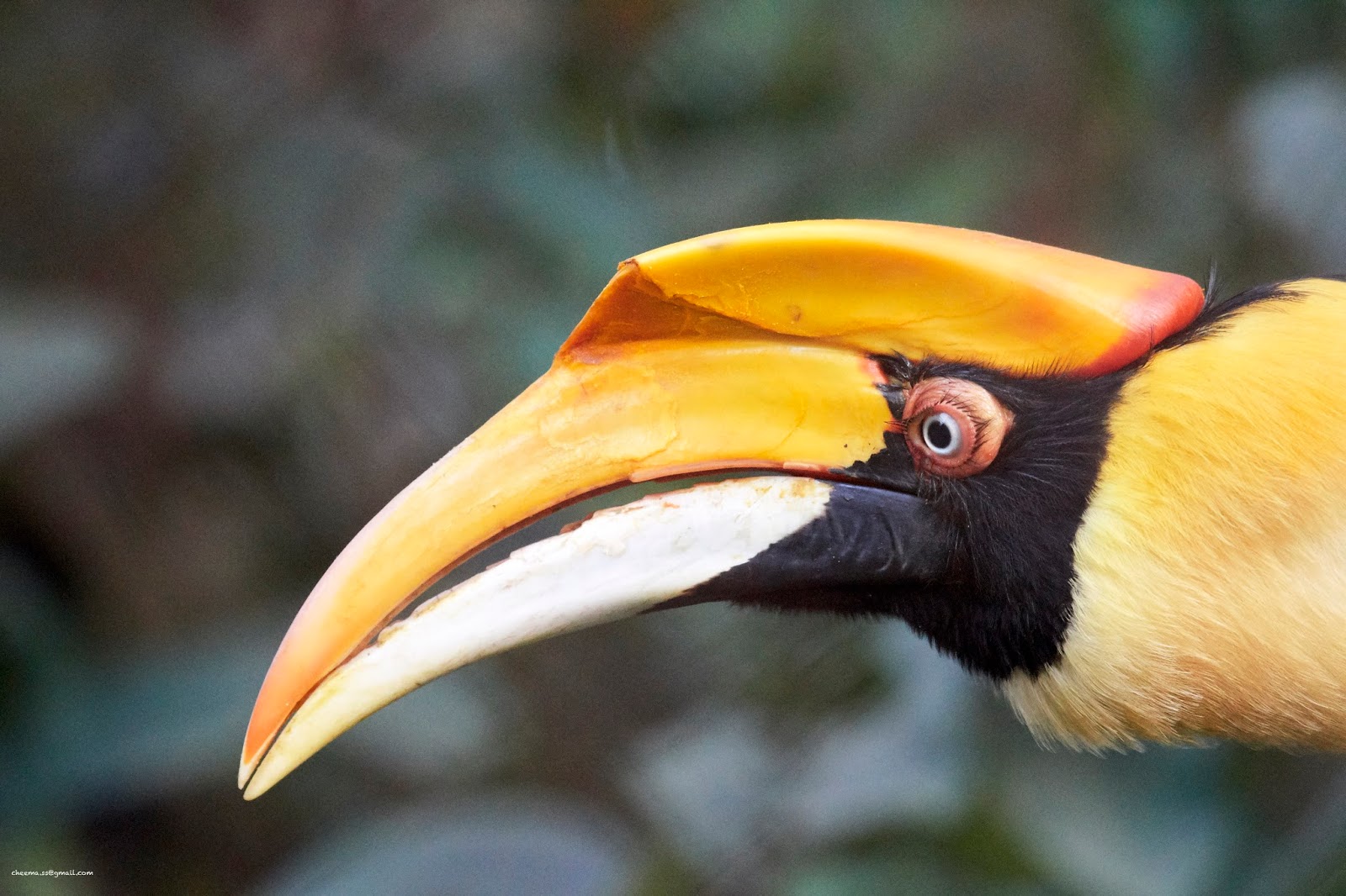 Birder's Blog...: The Great Hornbill... let the real story be told!