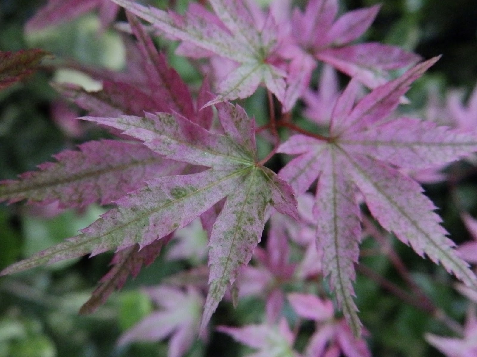 Japanese Maple Trees: ACER PALMATUM SHIN DESHOJO in JULY
