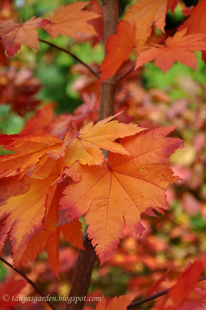 MySecretGarden: Japanese Maples. Picture Gallery