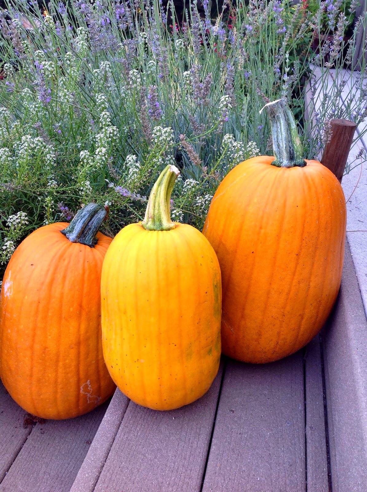FEAST EVERYDAY : Early Pumpkins from Gina