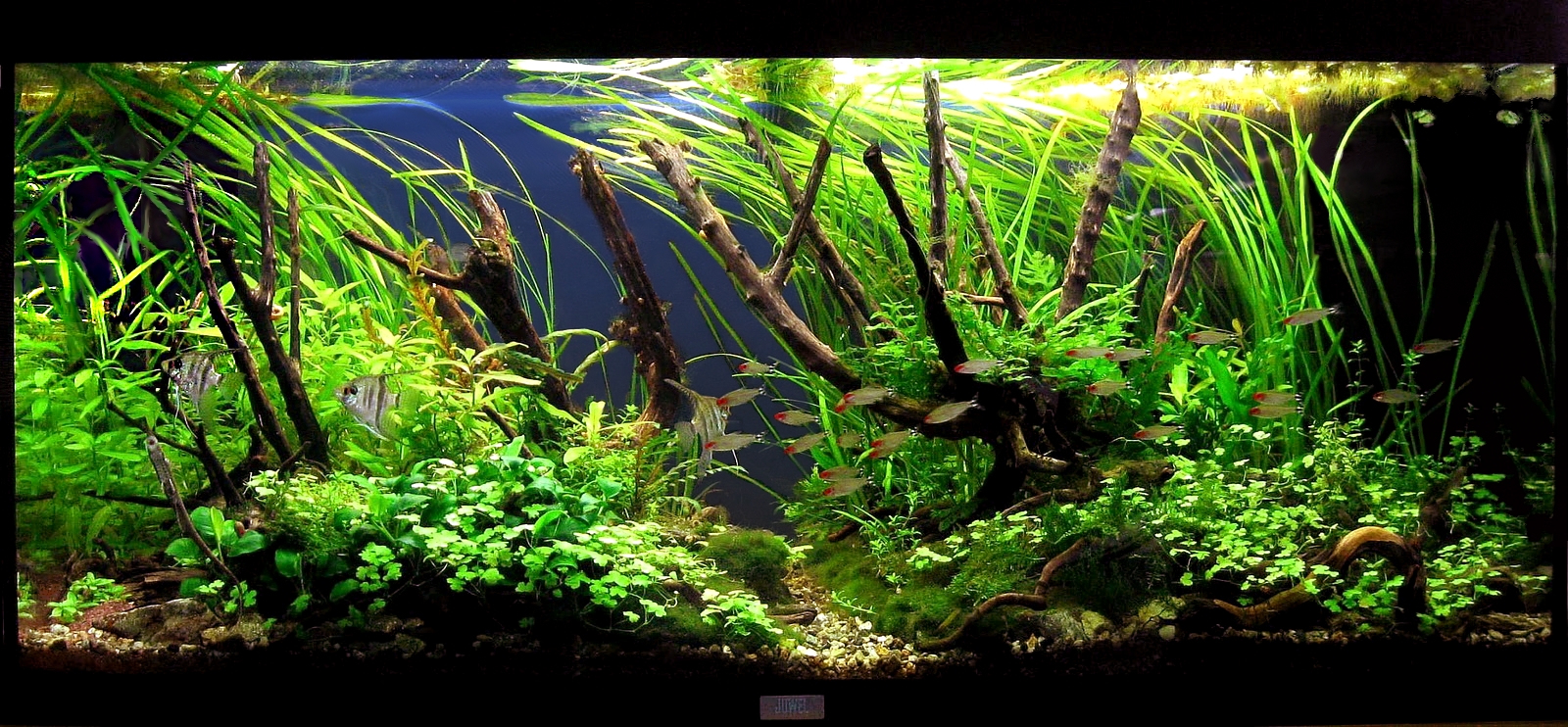 Aqua Experience: Juwel Rio 180