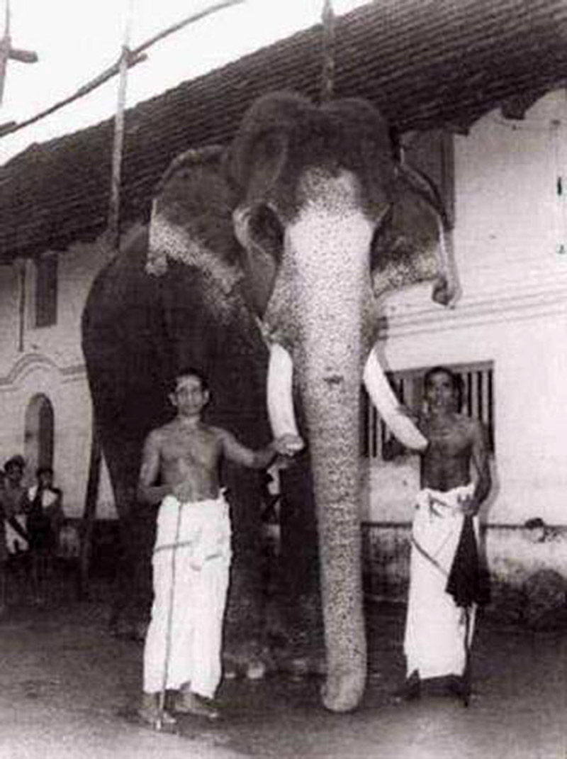 I LOVE MY INDIA: A TRIBUTE TO GURUVAYUR GAJARAJAN KESAVAN