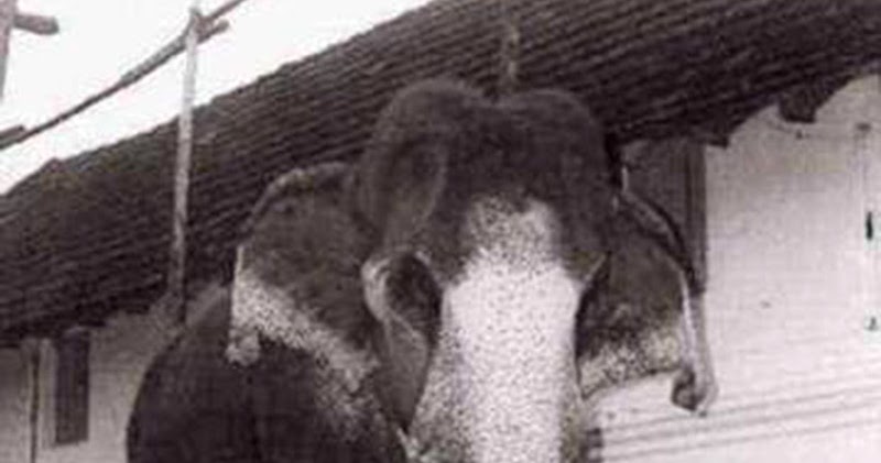 Guruvayur Keshavan - Alchetron, The Free Social Encyclopedia