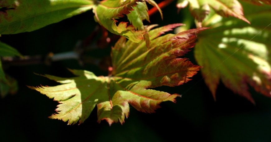 Growing Is Beautiful