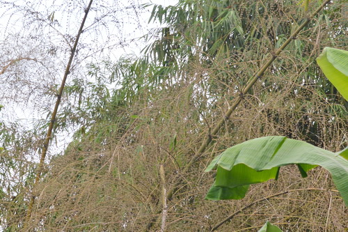 Bambu Indonesia: Bunga dan Buah Bambu