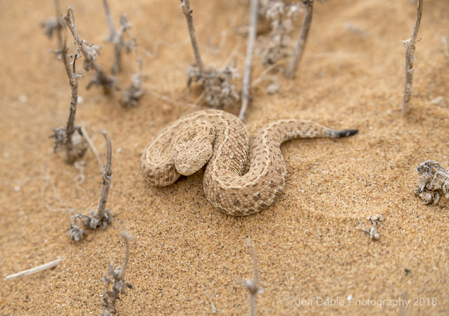 Jeff Cable's Blog: Namibia Photo Tour: Photographing snakes, chameleons ...