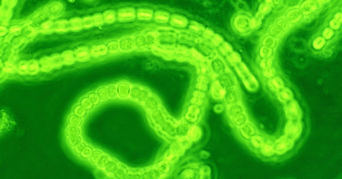 Photosynthesis Evolution and Oxygen Revolution on Earth | Earth Blog