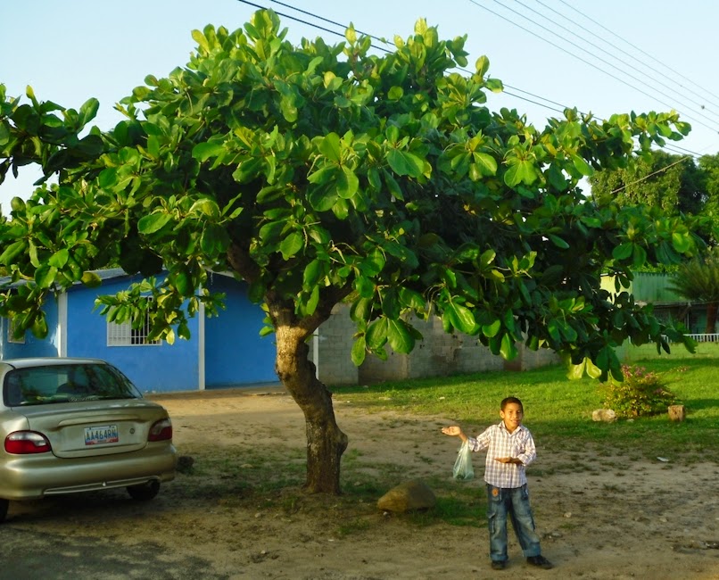 Guayana: Eje Sur Upata Santa Elena de Uairén: El almendrón árbol de ...