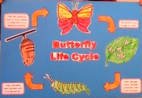 Iman's Home-School: Butterfly Life Cycle Poster