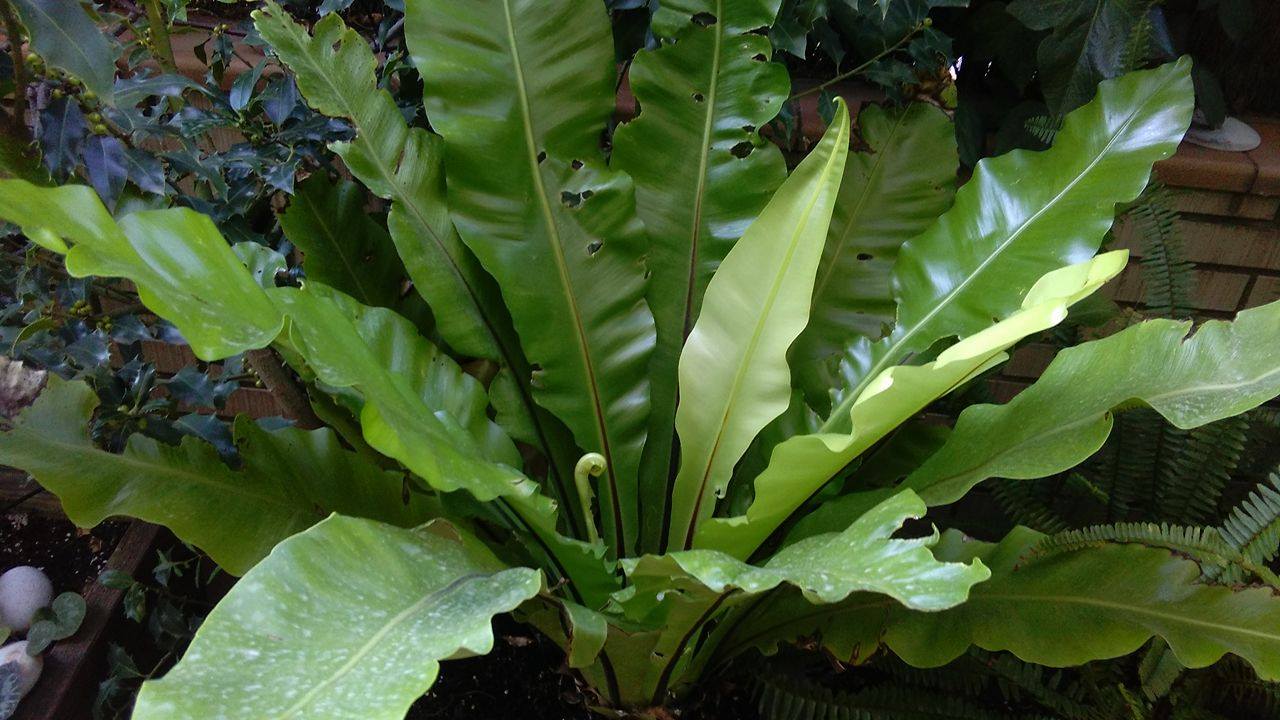 Blog de Dorisalon: PLANTAS FRONDOSAS