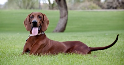 About Dog Redbone Coonhound: Basics of Redbone Coonhound Training