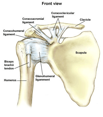 Paragon Physiotherapy: Anatomy of the Shoulder