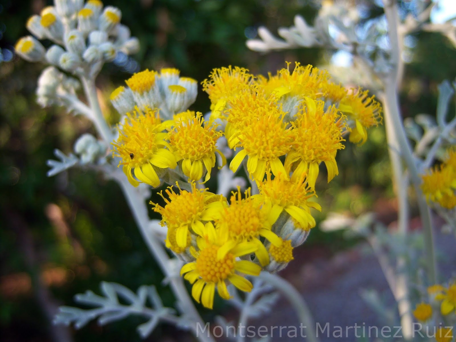 Plantas de hojas color GLAUCO y la Leyenda de GLAUCO - BOTÀNIC SERRAT