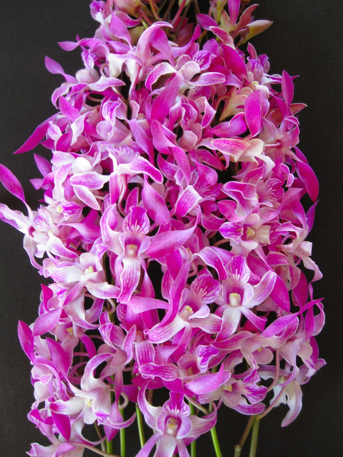 Mother's Day Orchid Flowers | Orchidaceous! Orchid Blog