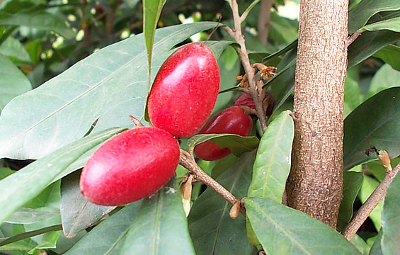 FRUTAS BRASIL: Fruta do milagre (Miracle fruit) Synsepalum dulcificum