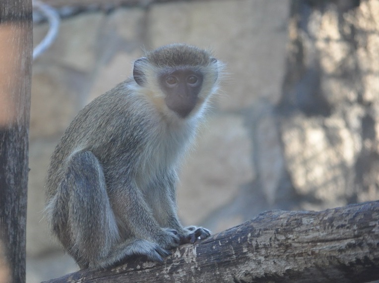 ZOOTOGRAFIANDO (6.096 ANIMALS): CERCOPITECO TOTA O VERDE / GRIVET ...