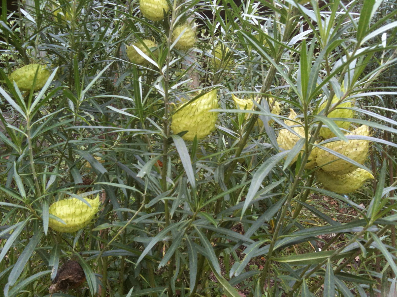 Hamilton East School Enviro: Swan Plants