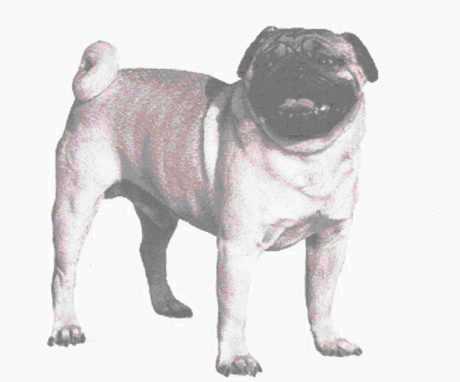 K R U H Y: Populárne druhy psov V.