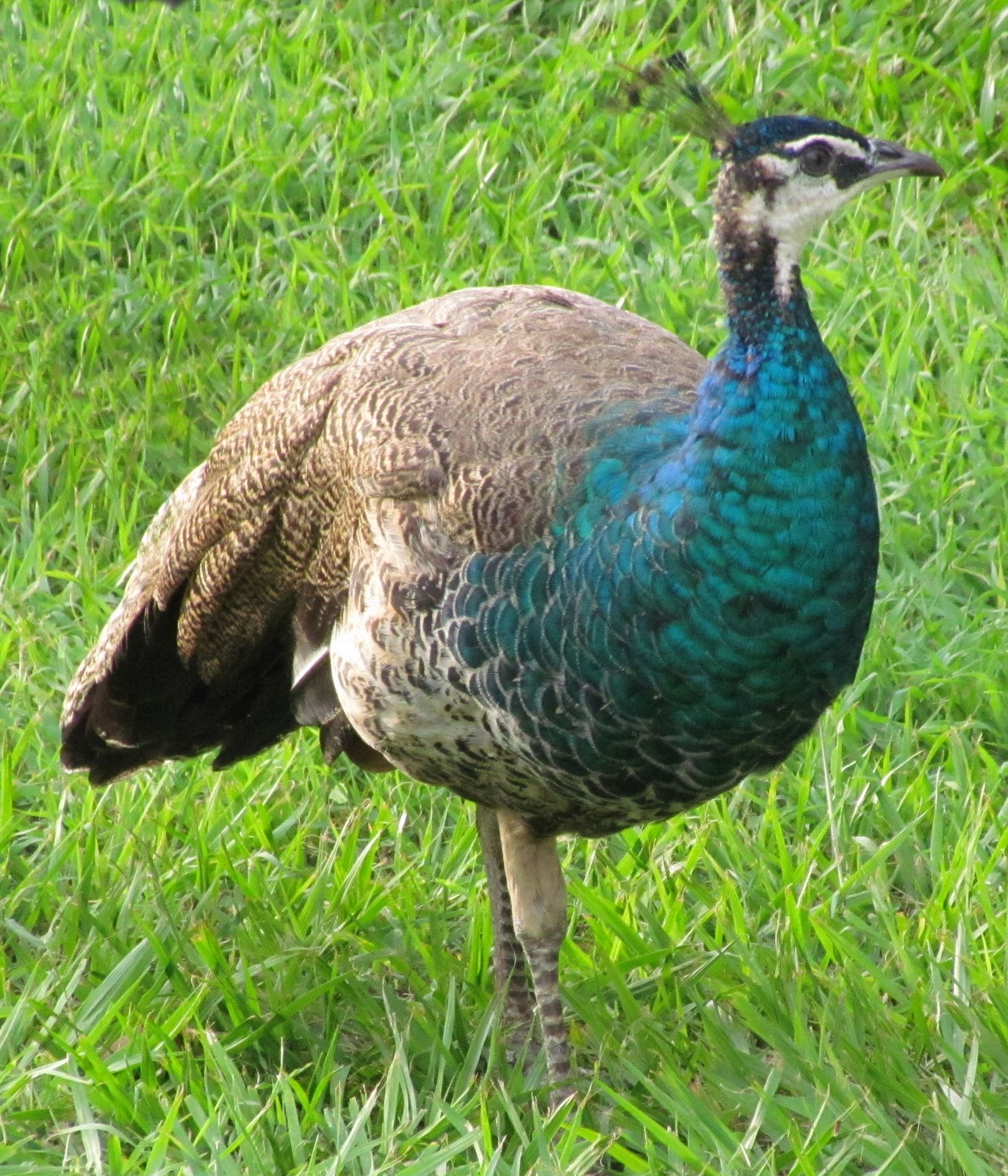 Foto Blog Puerto Rico: Se escapo el Pavo!