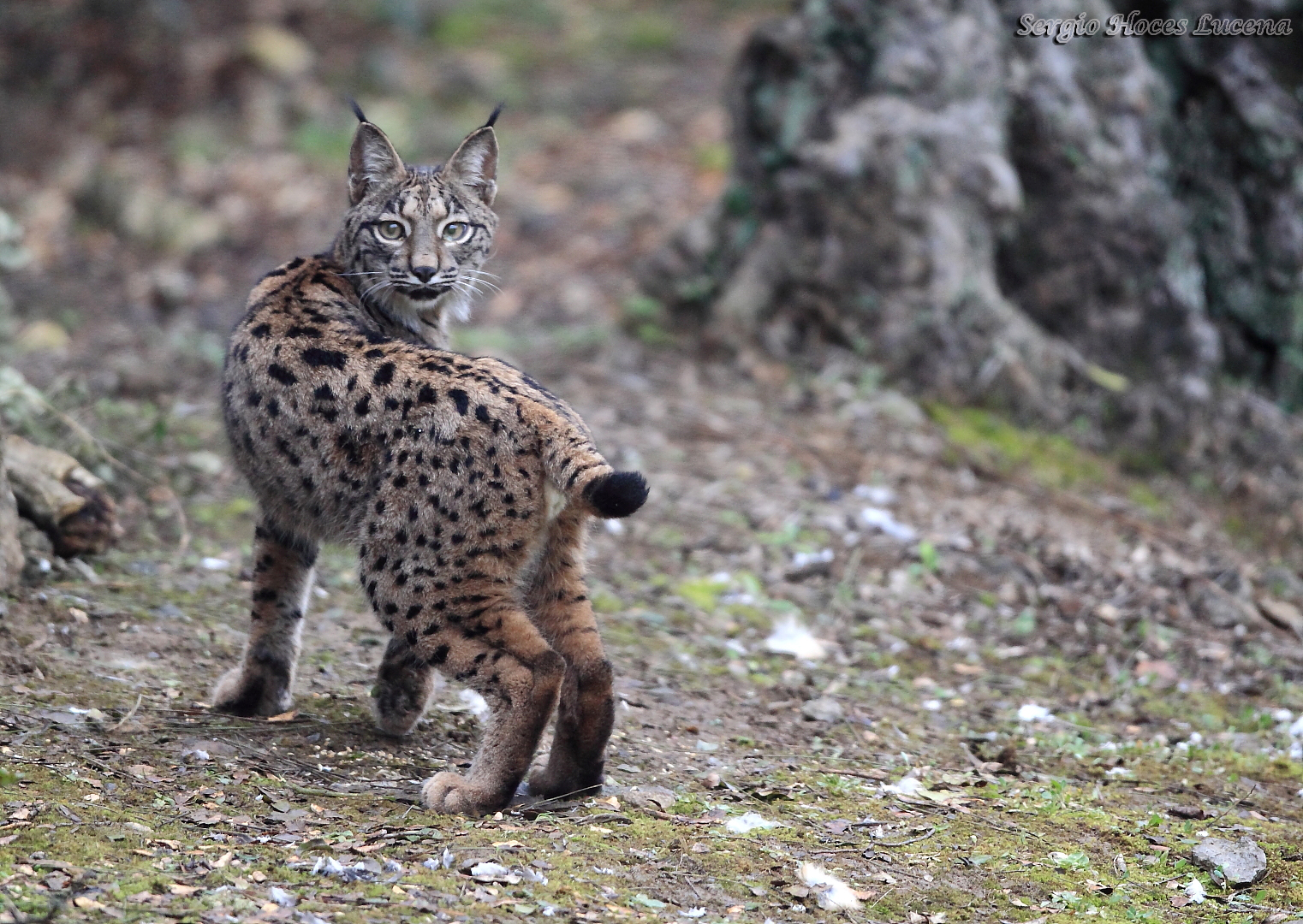 Viajes, Salidas, Naturaleza, (Fotografía).: Lince Ibérico (Lynx pardinus).