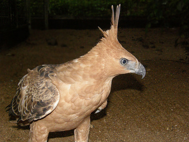 Jenis-Jenis Elang di Indonesia Bagian 3 - EDUBIO