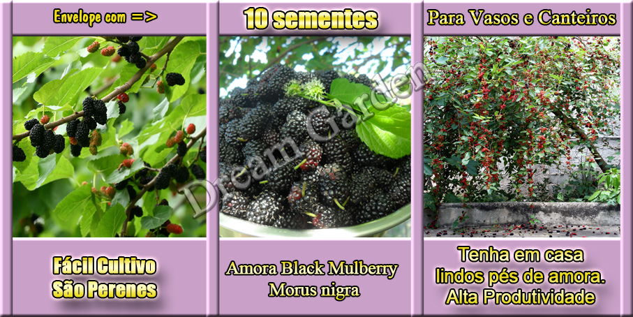 Amora Black Mulberry - Amoreira (Árvore) - Morus nigra
