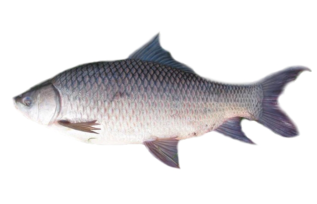 Biology of Animals: Labeo rohita (rohu fish)