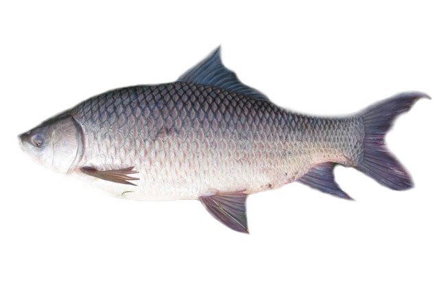Biology of Animals: Labeo rohita (rohu fish)