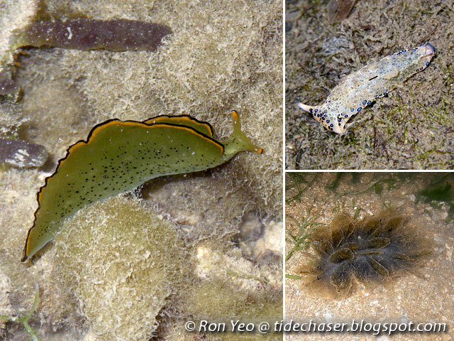 tHE tiDE cHAsER: Marine Slugs of Singapore