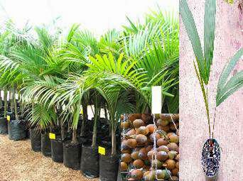 JUAL POHON PALEM | MACAM-MACAM POHON PALEM | JUAL ANEKA POHON PALEM ...