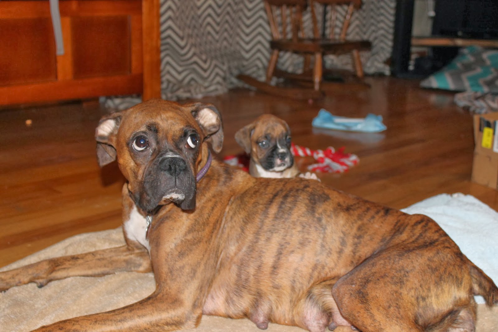 Bailey's Boxer Pups: 6 weeks