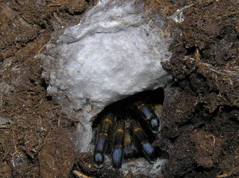 APRO-PÓK pókblog: Trapdoor theraphosids...