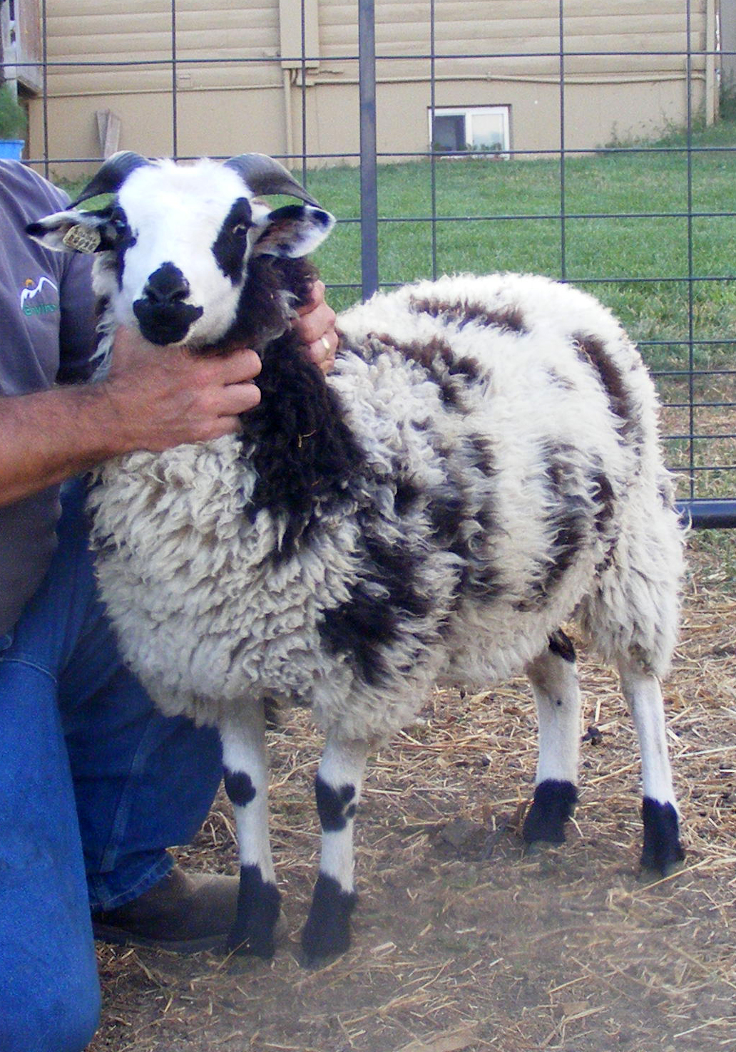 Jacob Sheep