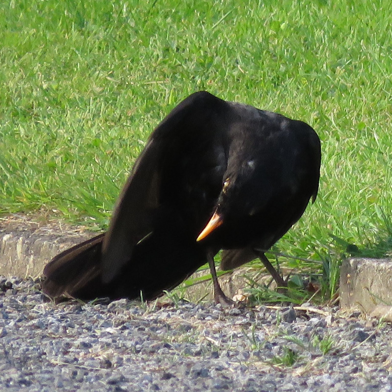 The Rattling Crow: Blackbird anting
