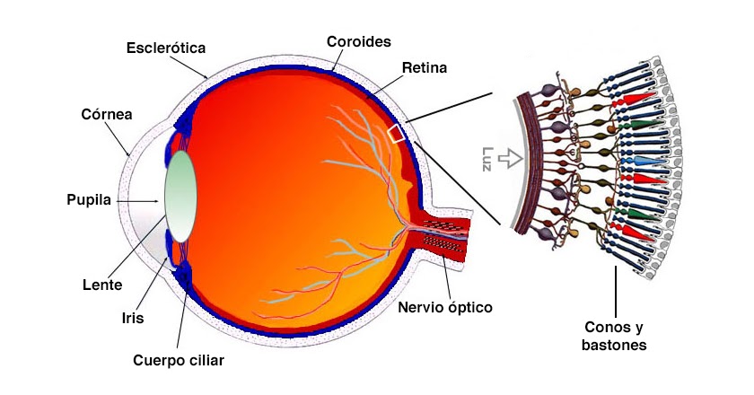 La Retina ~ TodoCiencias
