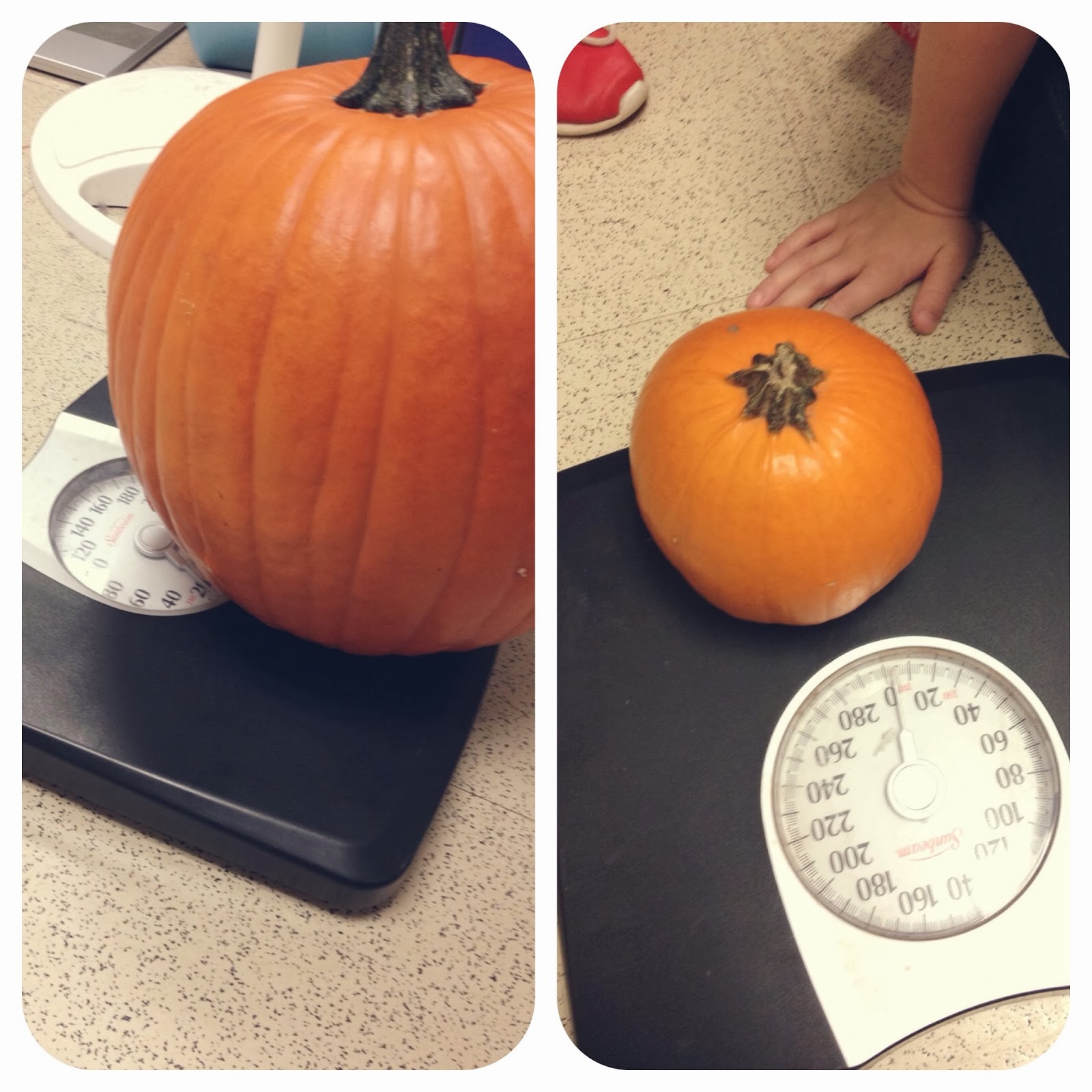 Simply Second Grade: Pumpkin Unit Photos {Part 1} Plus a pumpkin freebie!