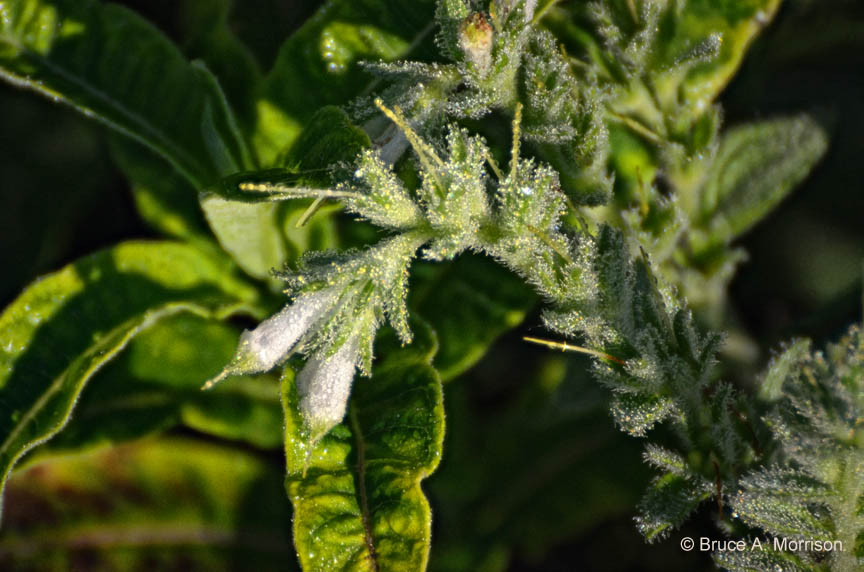 Prairie Hill Farm Studio: 2017