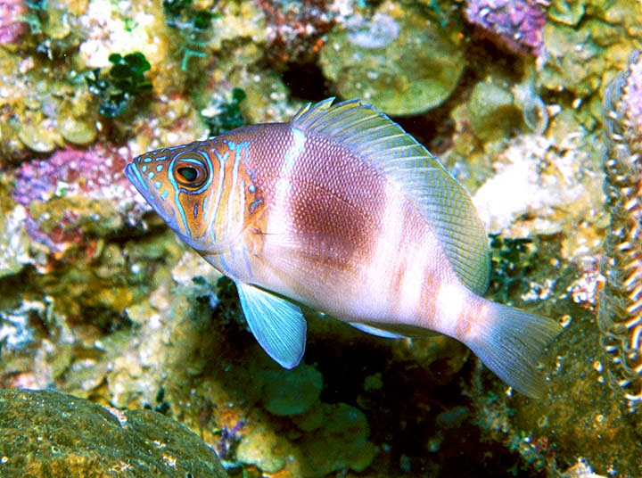 Hamlet Fish | Fun Animals Wiki, Videos, Pictures, Stories