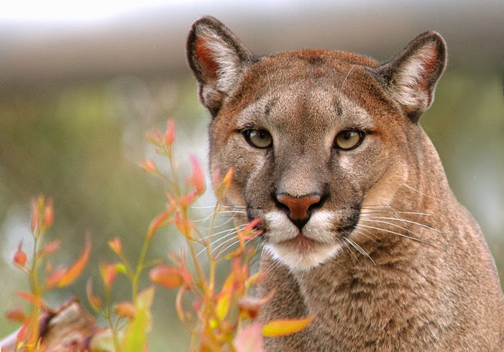 Andy foto natura: Pumas