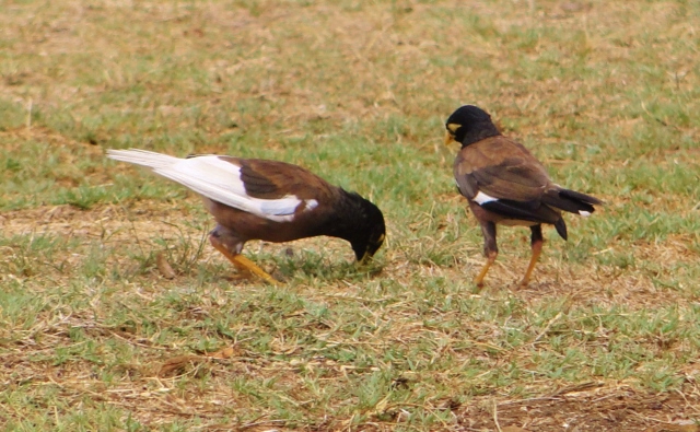 Inspiring Nature Photography By Carol Reynolds: Myna Bird Invasion ...