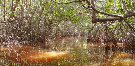 verdigo: Incorpora México cuatro nuevos sitios Ramsar