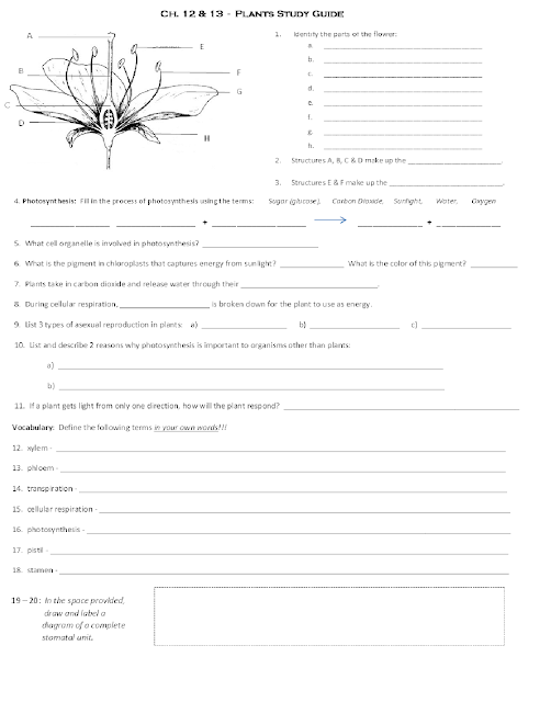 The Science Scoop: Plants Study Guide & KEY