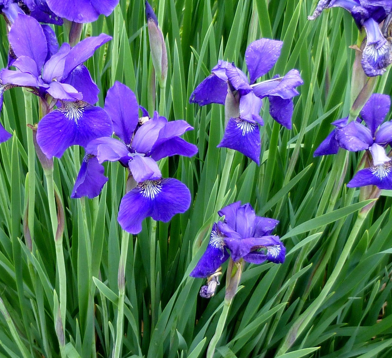 Backyard Irises
