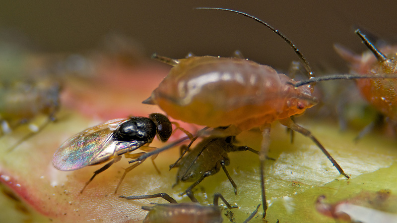 ムシをデザインしたのはダレ？: ツヤコバチ科 ( Aphelinus sp. ) 産卵