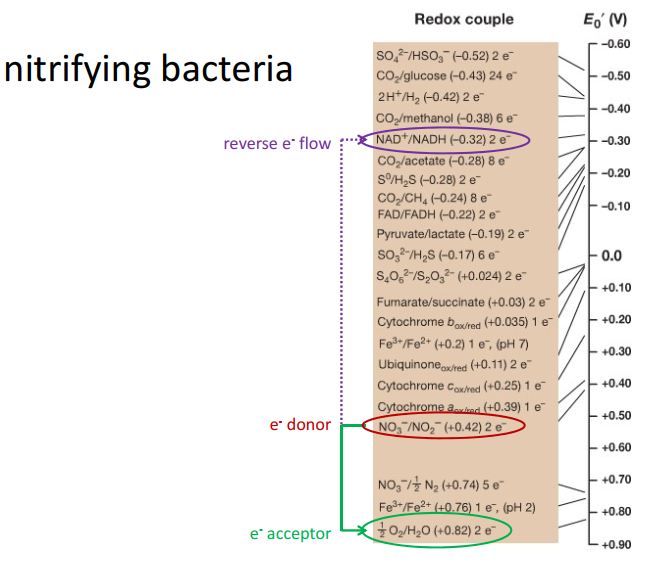 What is Chemolithotrophs / Chemolithotrophy? - Microbes World